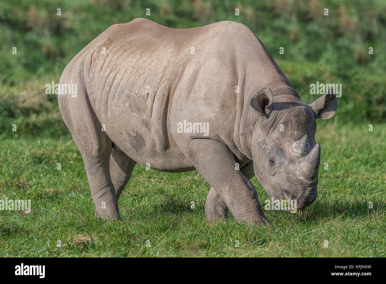 Schwarzer nashorn hintergrund -Fotos und -Bildmaterial in hoher Auflösung – Alamy