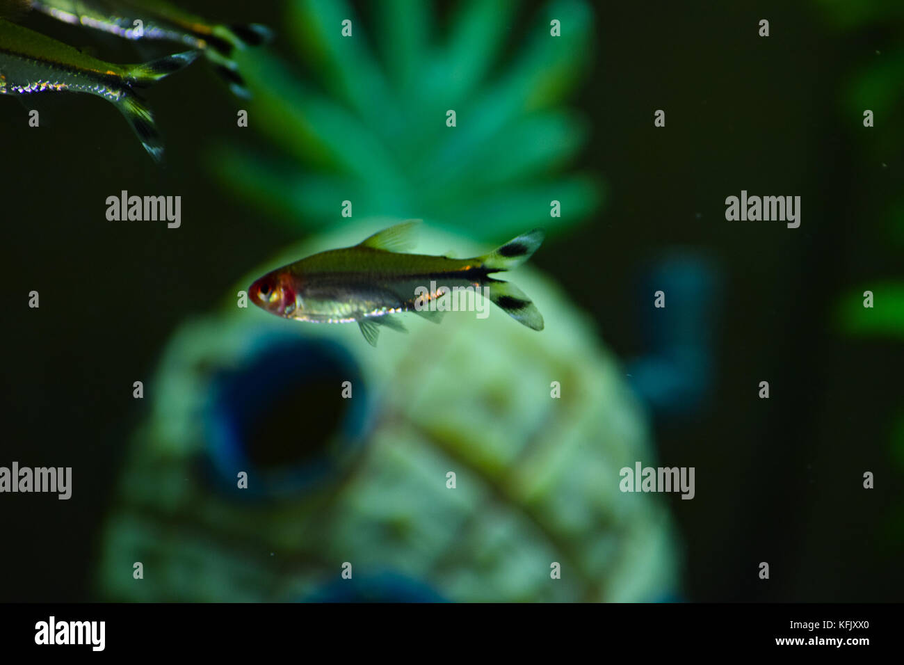 Schwarze streifen fisch -Fotos und -Bildmaterial in hoher Auflösung – Alamy