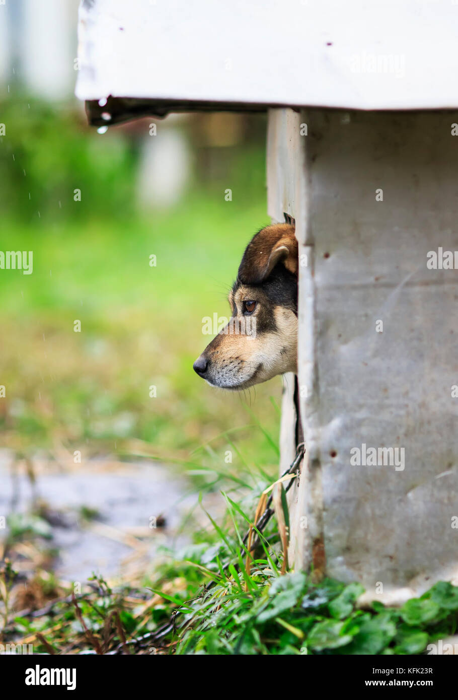 Lustig, traurig, Welpen aus seiner Nase stecken und spähen aus seinem ...