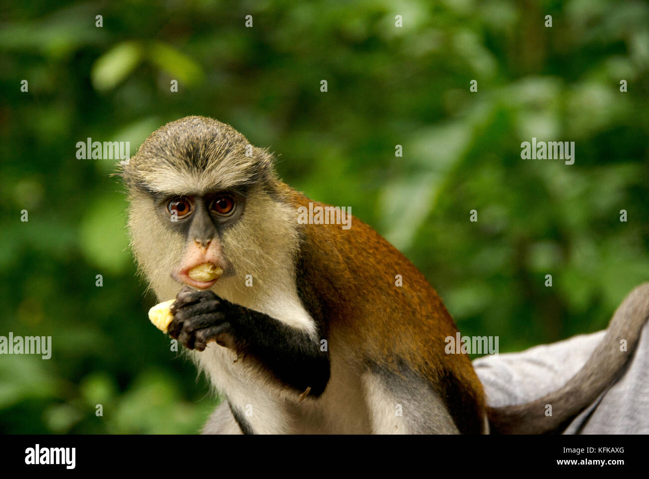 Affe witzig -Fotos und -Bildmaterial in hoher Auflösung – Alamy