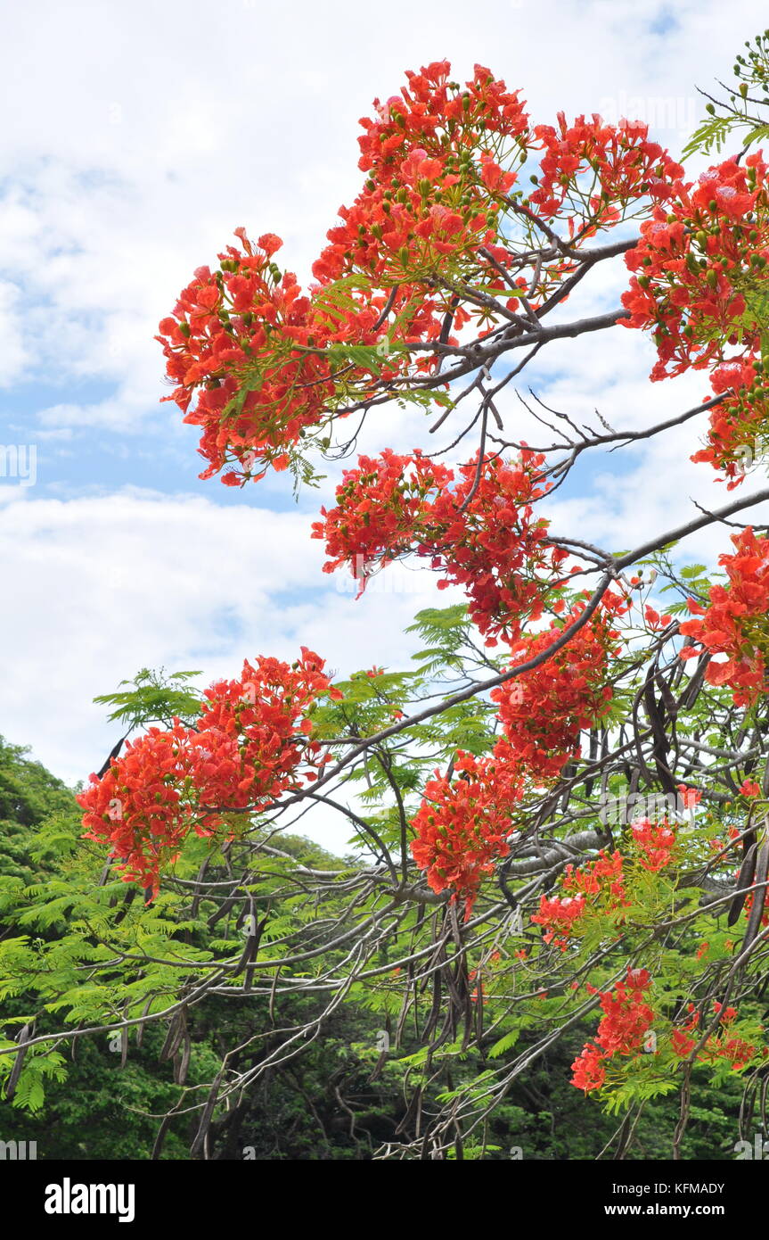 Queensland flammenbaum -Fotos und -Bildmaterial in hoher Auflösung – Alamy