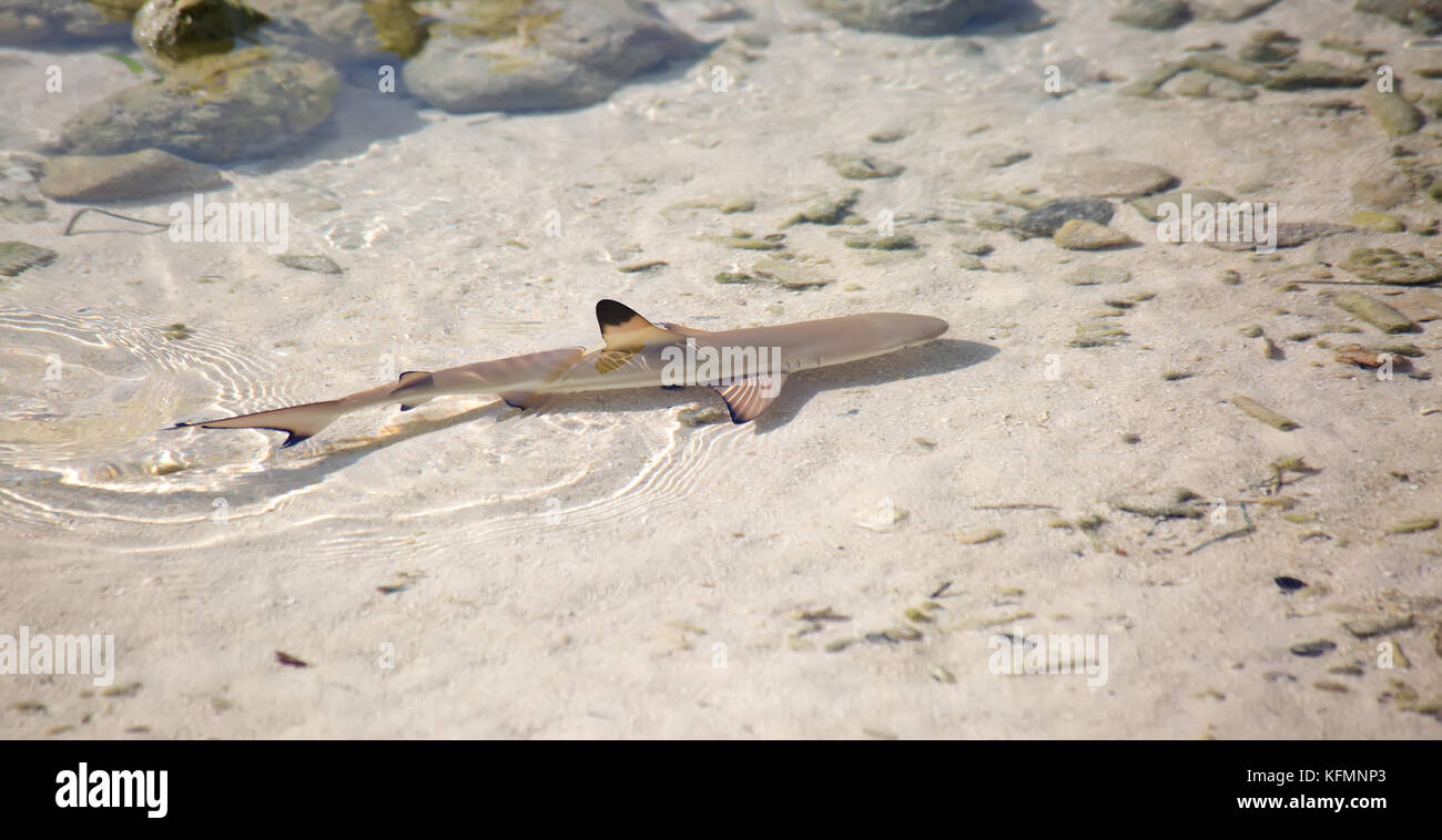 Schwarzspitzen Riffhai (carcharhinus Melanopterus) im seichten Wasser ...