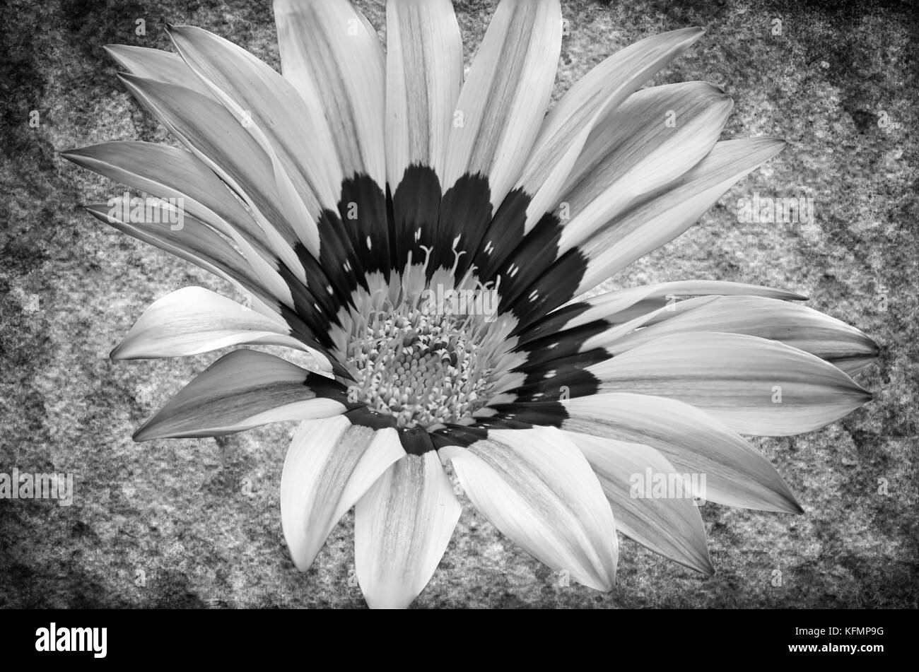 Blume mit hintergrund Schwarzweiß-Stockfotos und -bilder - Alamy