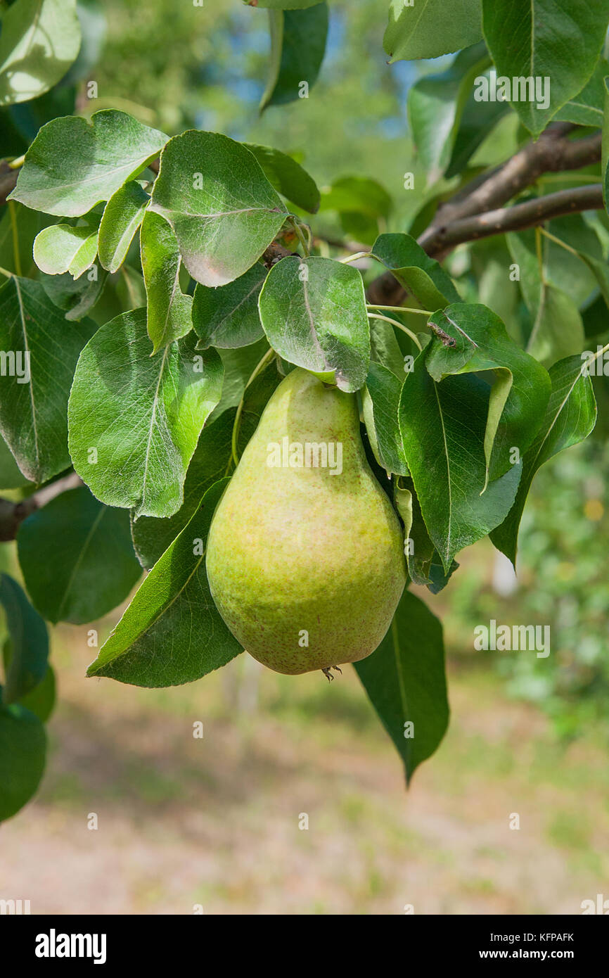 Ackerbau ackerbau anbauen anbauen anbau anbauen anbauen anbauen anbauen ...