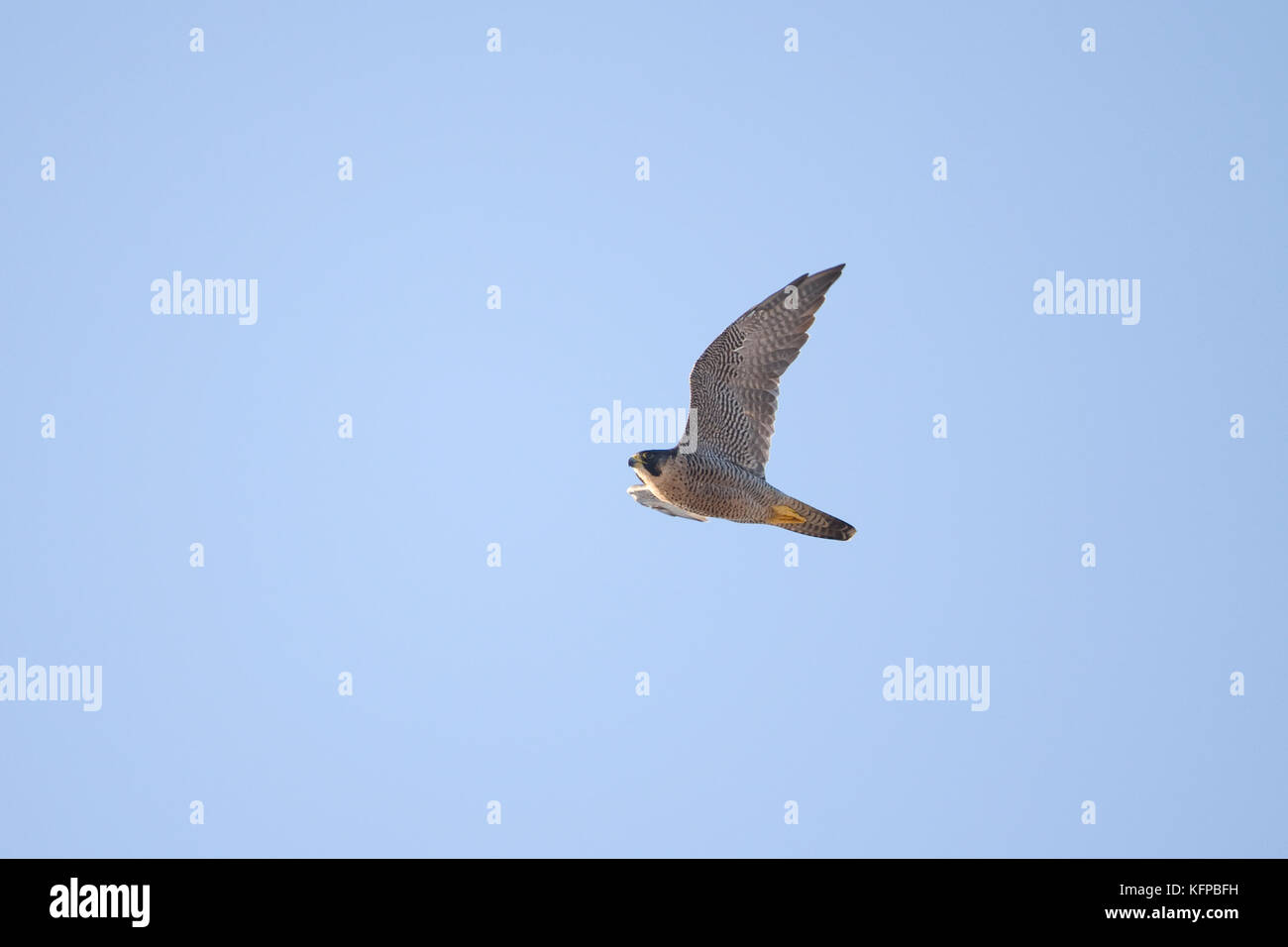 Falco peregrinus brookei -Fotos und -Bildmaterial in hoher Auflösung ...