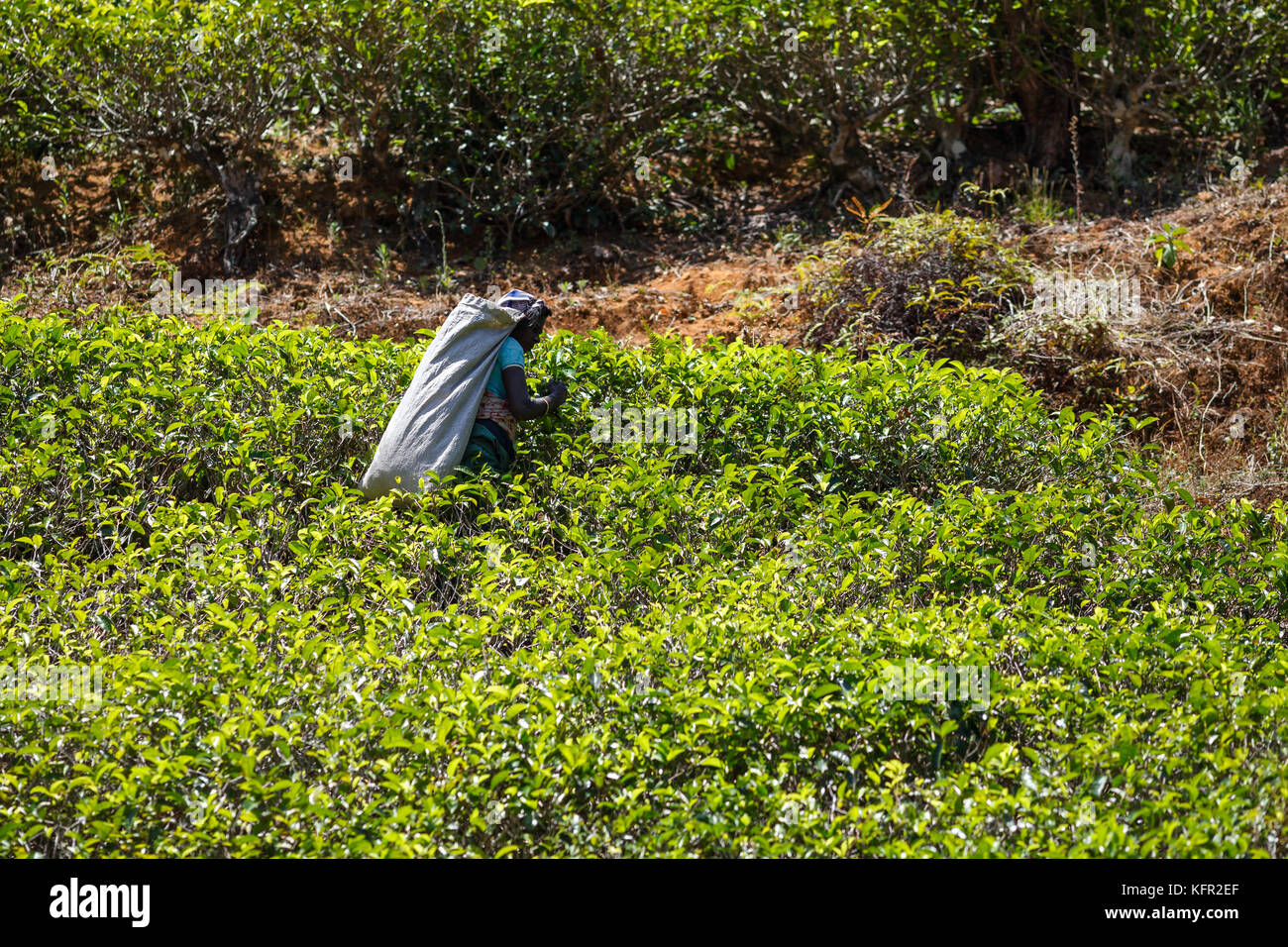 Teepflücker auf teeplantage -Fotos und -Bildmaterial in hoher Auflösung ...