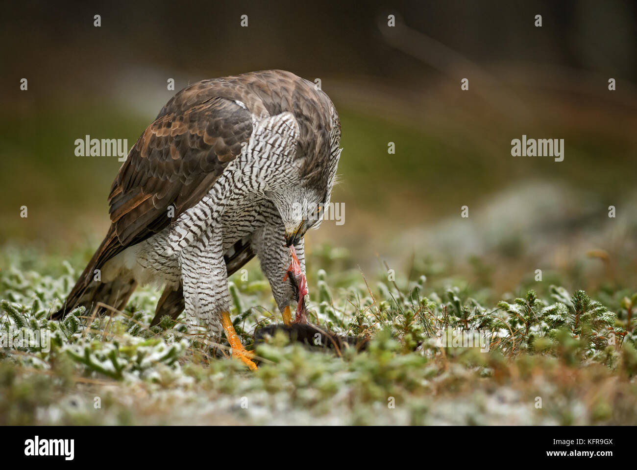 Accipiter gentilis forest -Fotos und -Bildmaterial in hoher Auflösung ...
