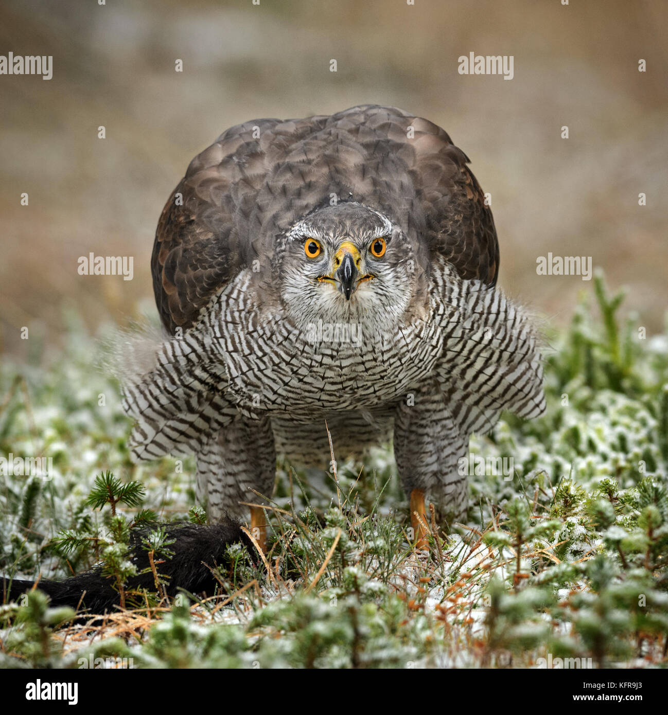 Accipiter gentilis forest Stockfotos und -bilder Kaufen - Alamy