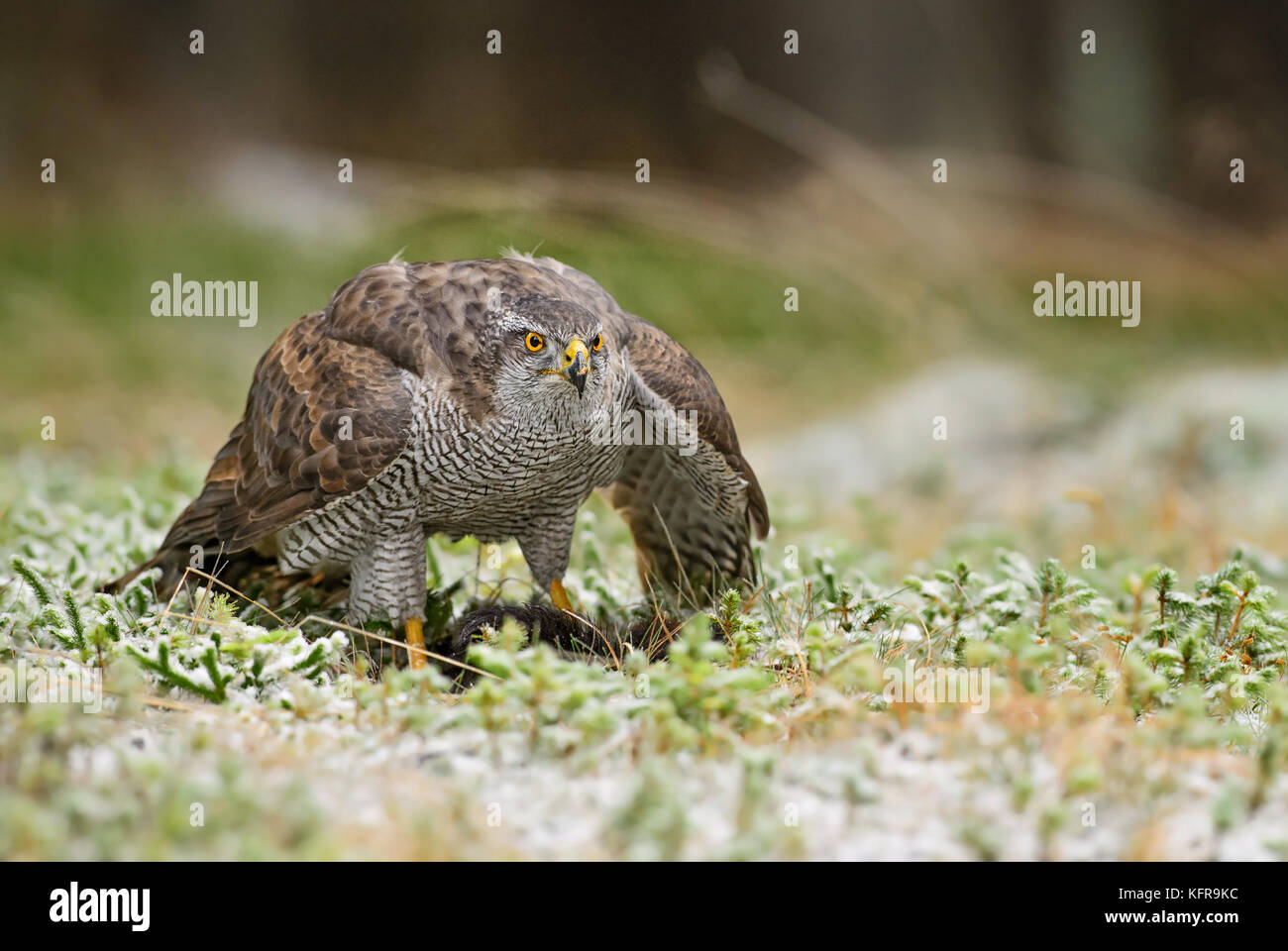 Habicht accipiter gentilis -Fotos und -Bildmaterial in hoher Auflösung ...