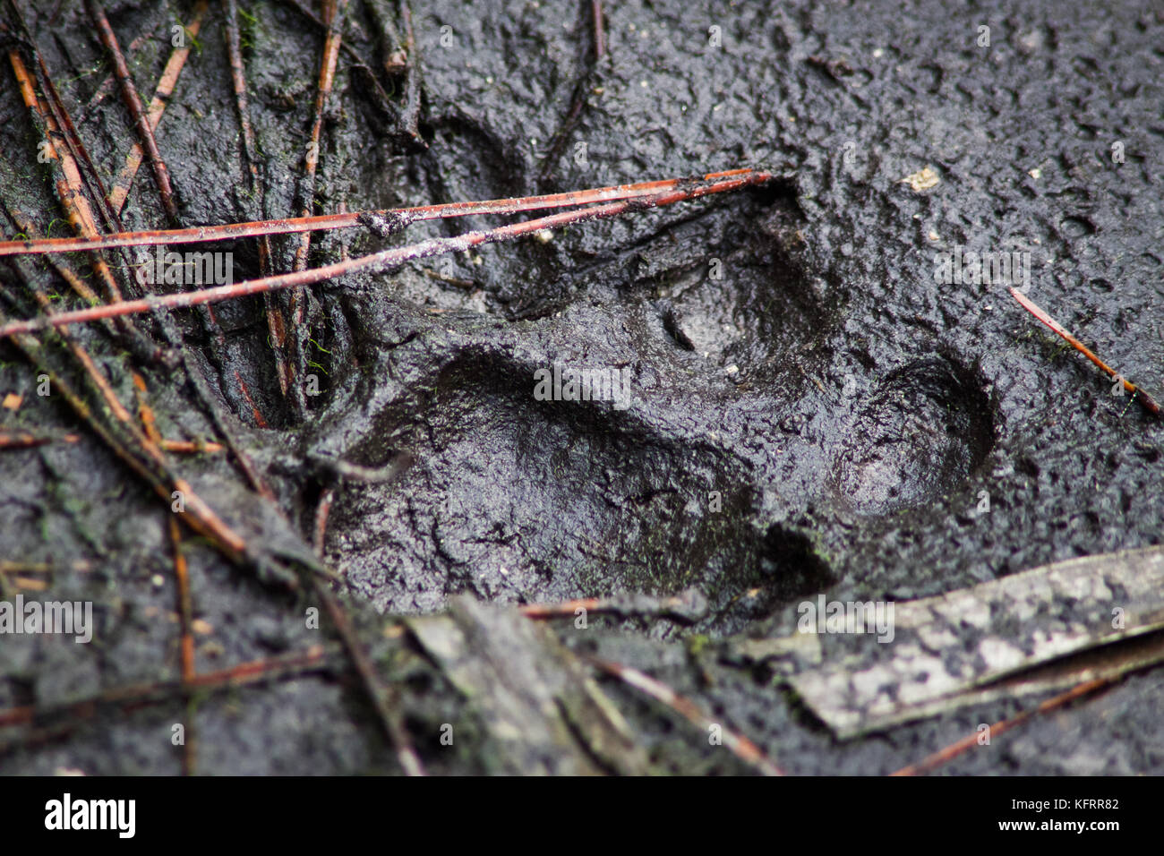 Lion track foot print -Fotos und -Bildmaterial in hoher Auflösung – Alamy