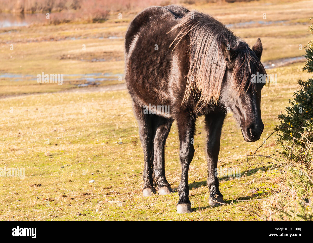 Schwarzes pferd stehend -Fotos und -Bildmaterial in hoher Auflösung – Alamy