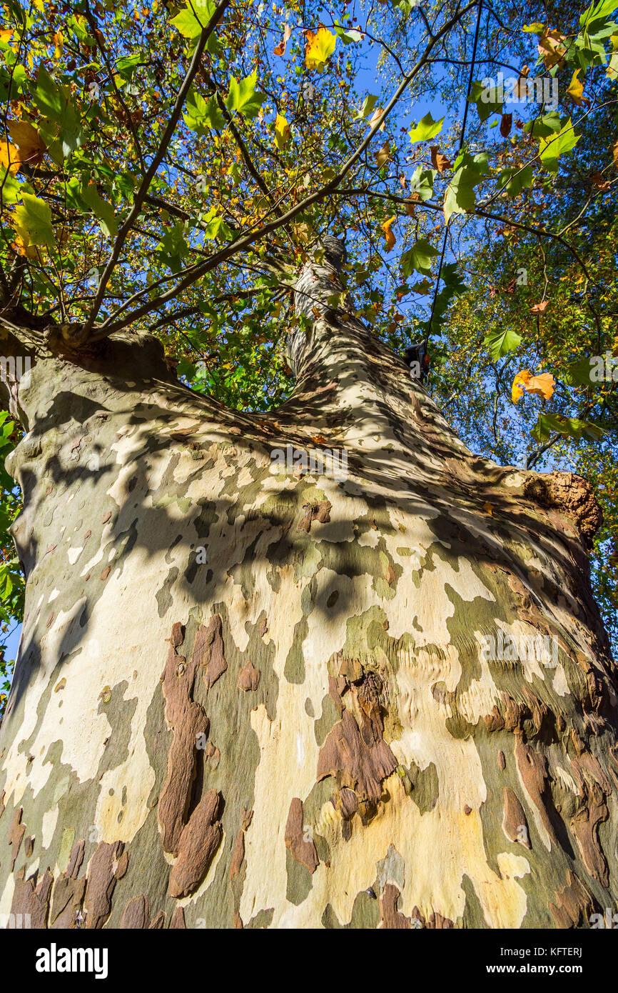Baumstamm rinde peeling -Fotos und -Bildmaterial in hoher Auflösung – Alamy