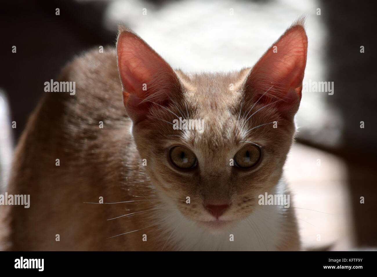Guneste tabby kedisi -Fotos und -Bildmaterial in hoher Auflösung – Alamy