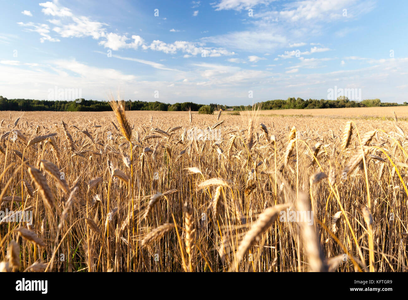 Weizenfeld vor der ernte -Fotos und -Bildmaterial in hoher Auflösung ...