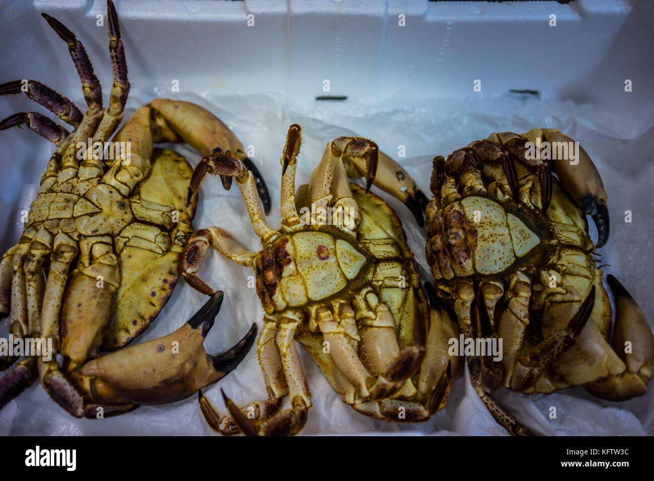 Invertebrate crab red king crab -Fotos und -Bildmaterial in hoher ...
