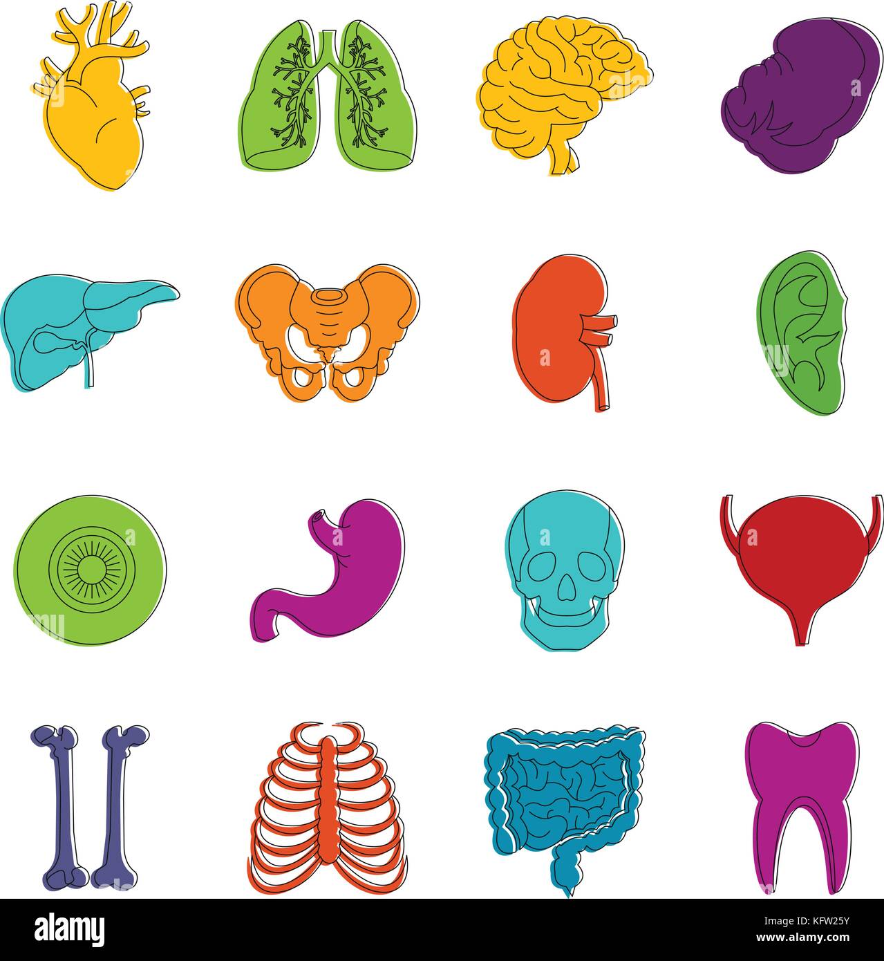 Menschliche Organe Symbole doodle einrichten Stock-Vektorgrafik - Alamy