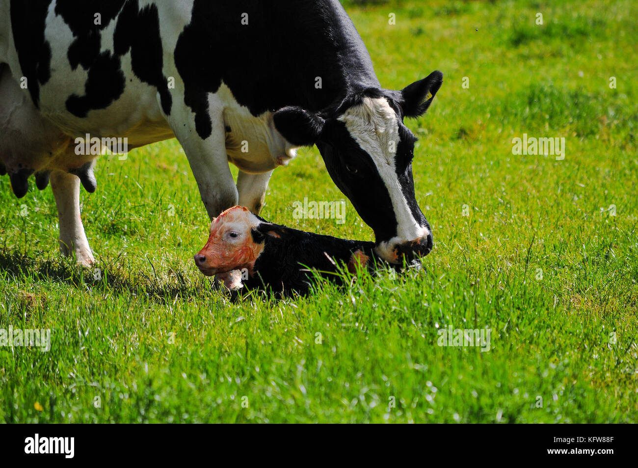 Kalb im feld -Fotos und -Bildmaterial in hoher Auflösung – Alamy