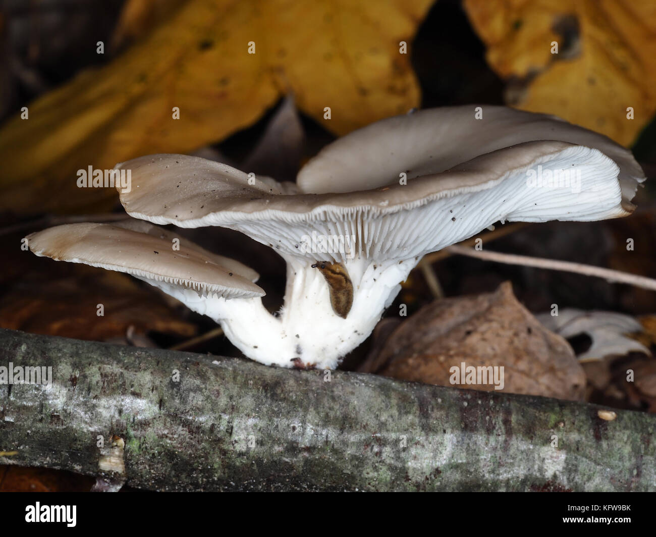 Pleurotus ostreatus (austernpilze) zunehmend auf einen gefallenen ...
