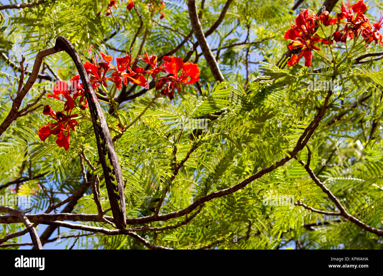 Leuchtend roten Blüten der Poinciana - delonix regia Baum oder ...