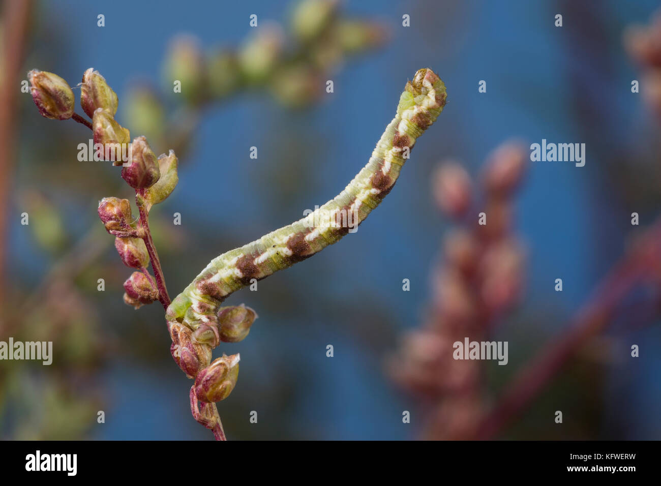 Mops raupe -Fotos und -Bildmaterial in hoher Auflösung – Alamy