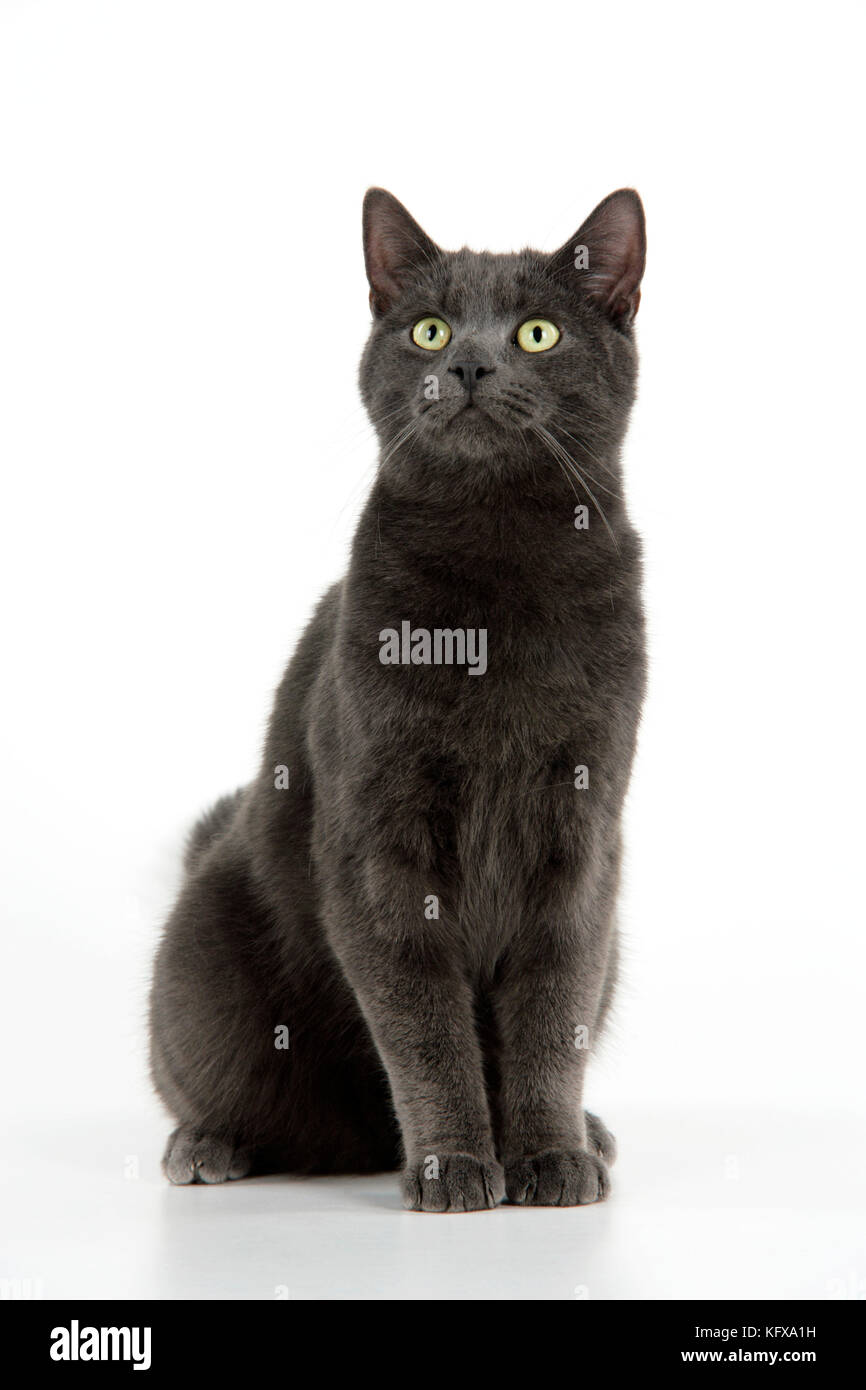 Katze sitzen -Fotos und -Bildmaterial in hoher Auflösung – Alamy