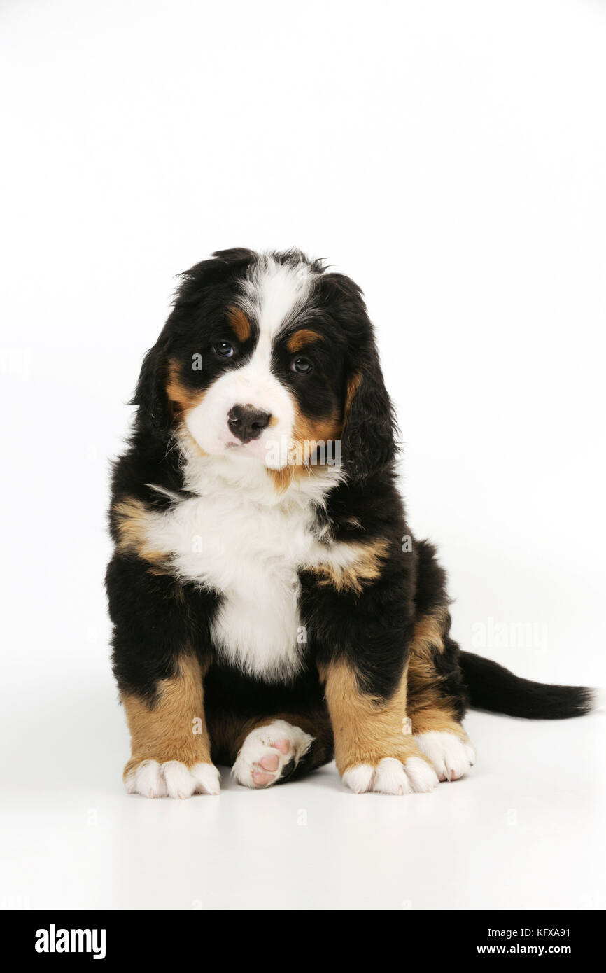 Berner Sennenhund Welpen Stockfotos und -bilder Kaufen - Alamy