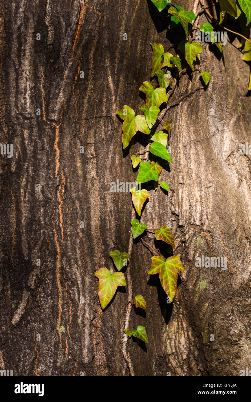 Baum klettern efeu -Fotos und -Bildmaterial in hoher Auflösung – Alamy