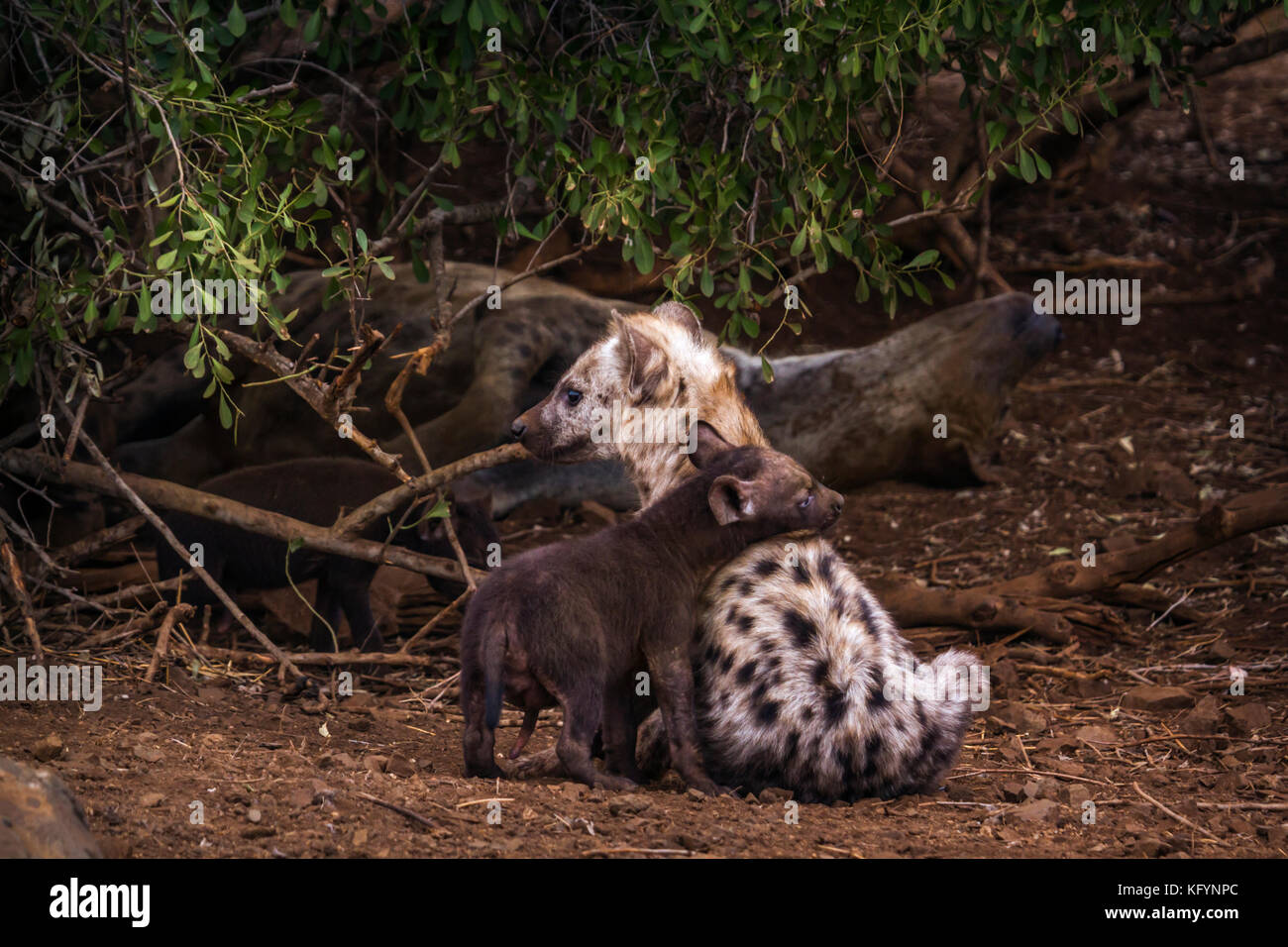 Tüpfelhyäne im Krüger Nationalpark, Südafrika; Gattung crocuta crocuta ...