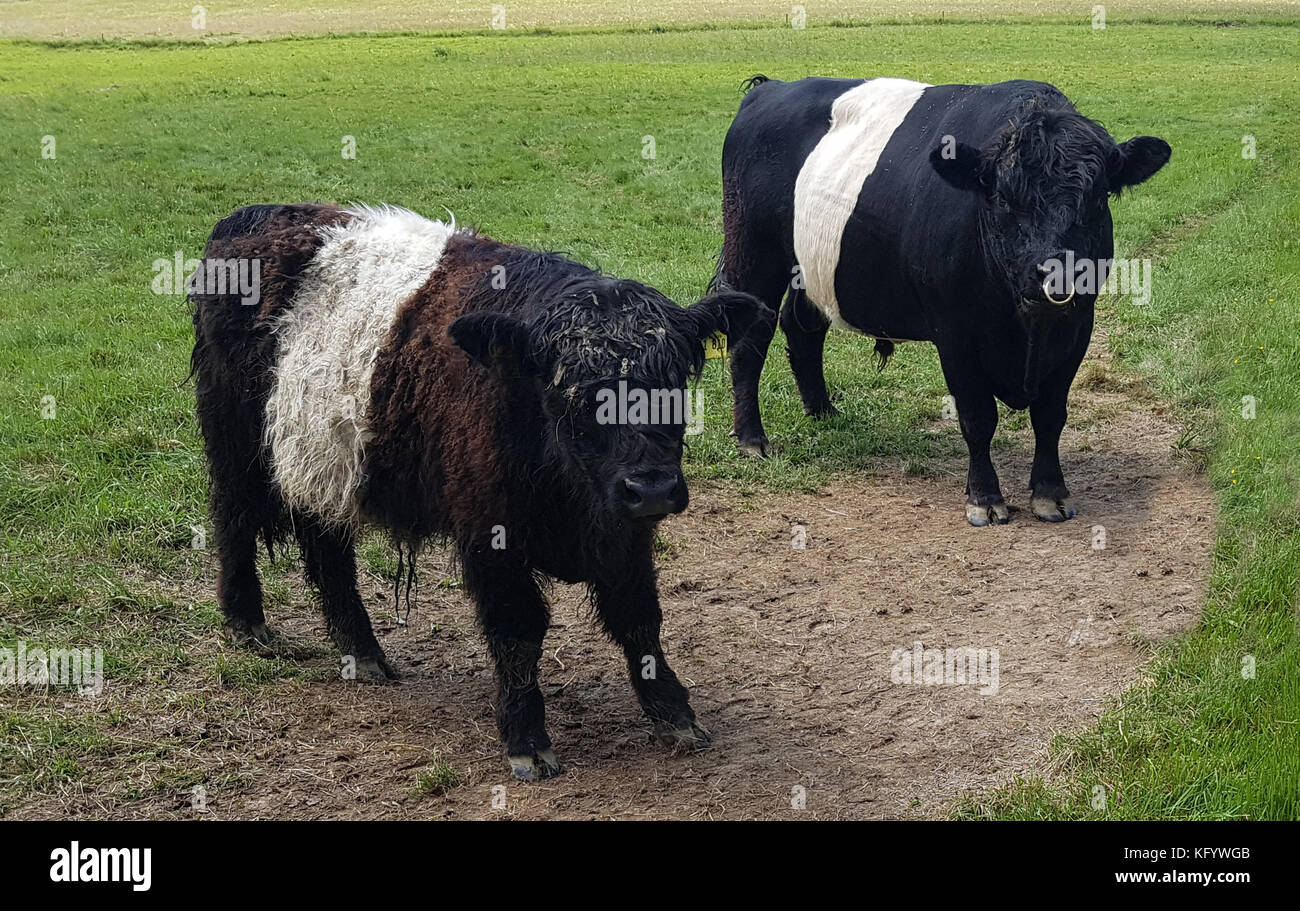 Galloways kuh Stockfotos und -bilder Kaufen - Alamy