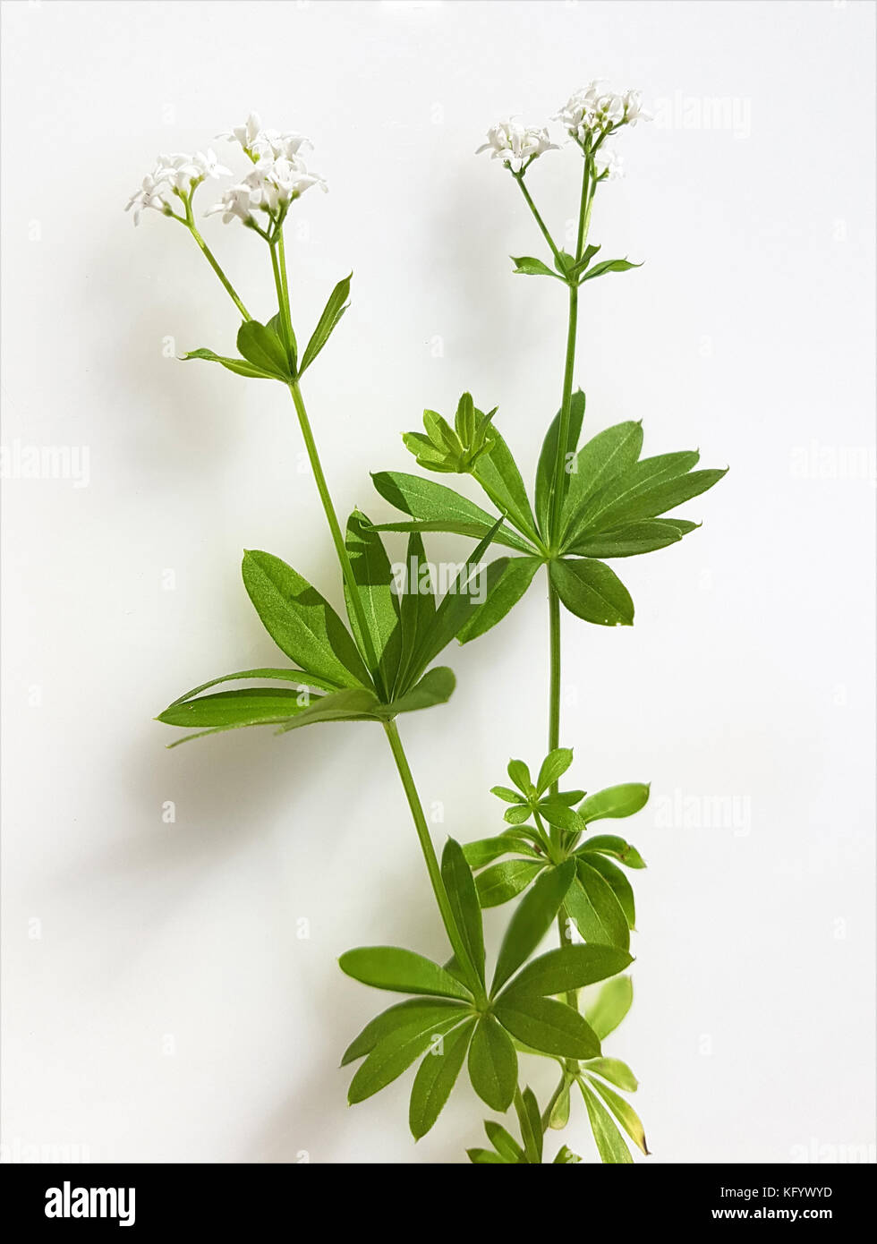 Waldmeister pflanze -Fotos und -Bildmaterial in hoher Auflösung – Alamy