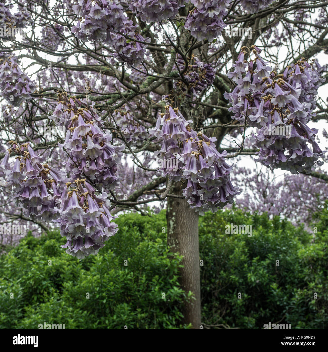 Paulownia Trees Stockfotos & Paulownia Trees Bilder - Alamy