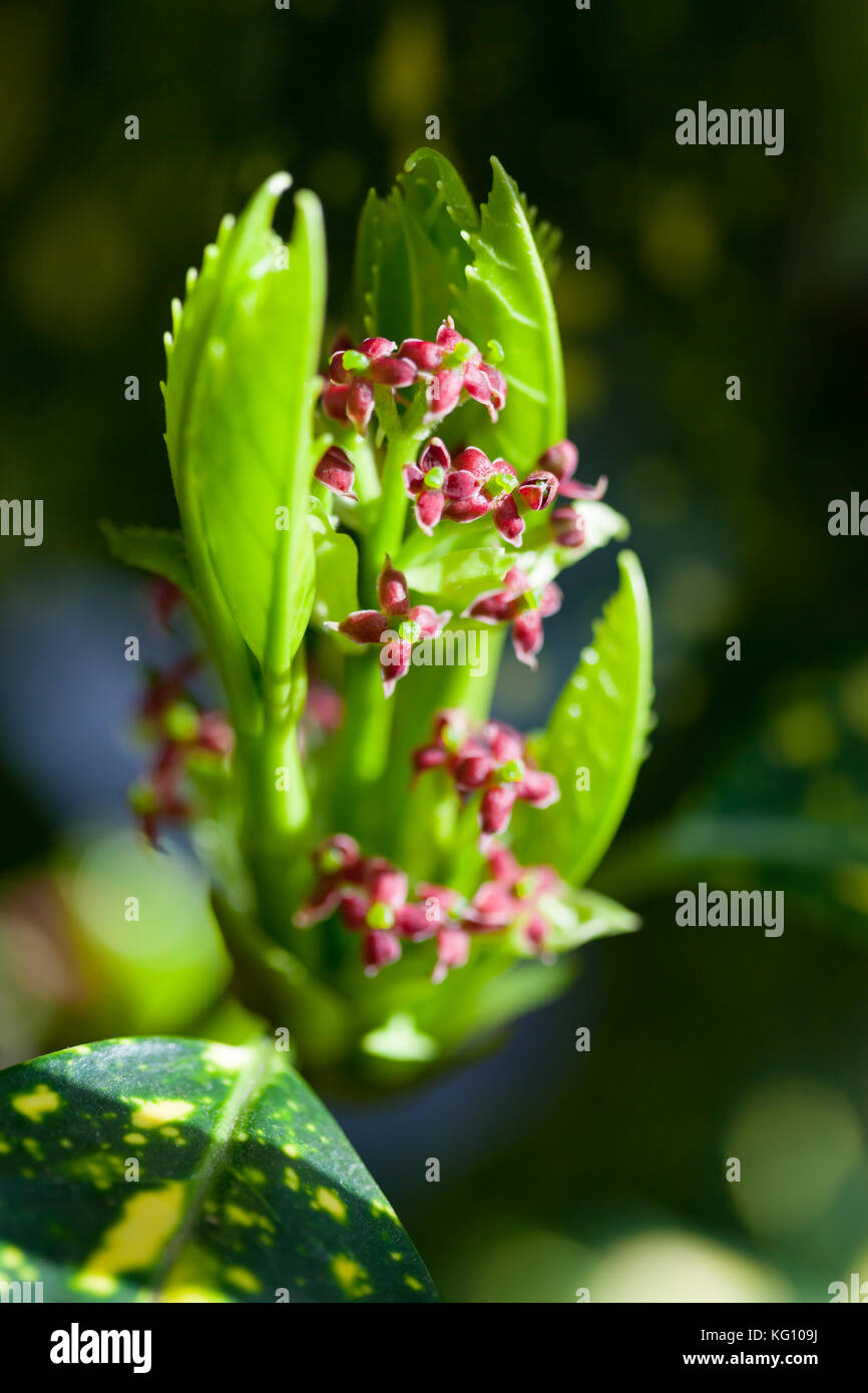 Aucuba japonica -Fotos und -Bildmaterial in hoher Auflösung – Alamy