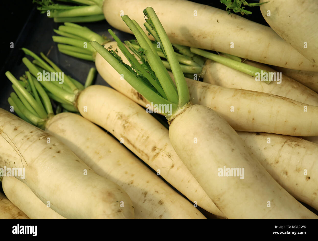 White radish raphanus sativus -Fotos und -Bildmaterial in hoher ...