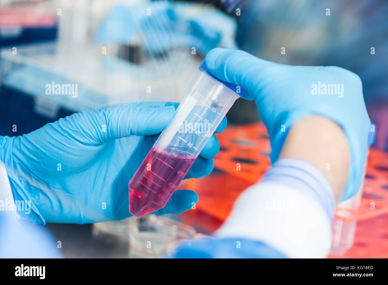 Wissenschaftler arbeiten mit einem Falcon Röhrchen unter sterilen Haube ...
