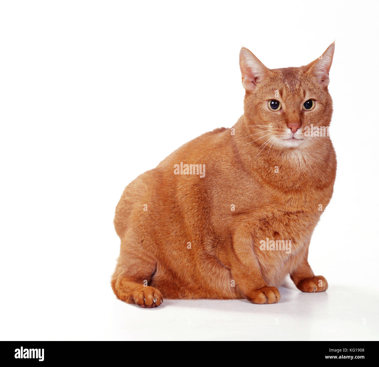Fette katzen -Fotos und -Bildmaterial in hoher Auflösung – Alamy