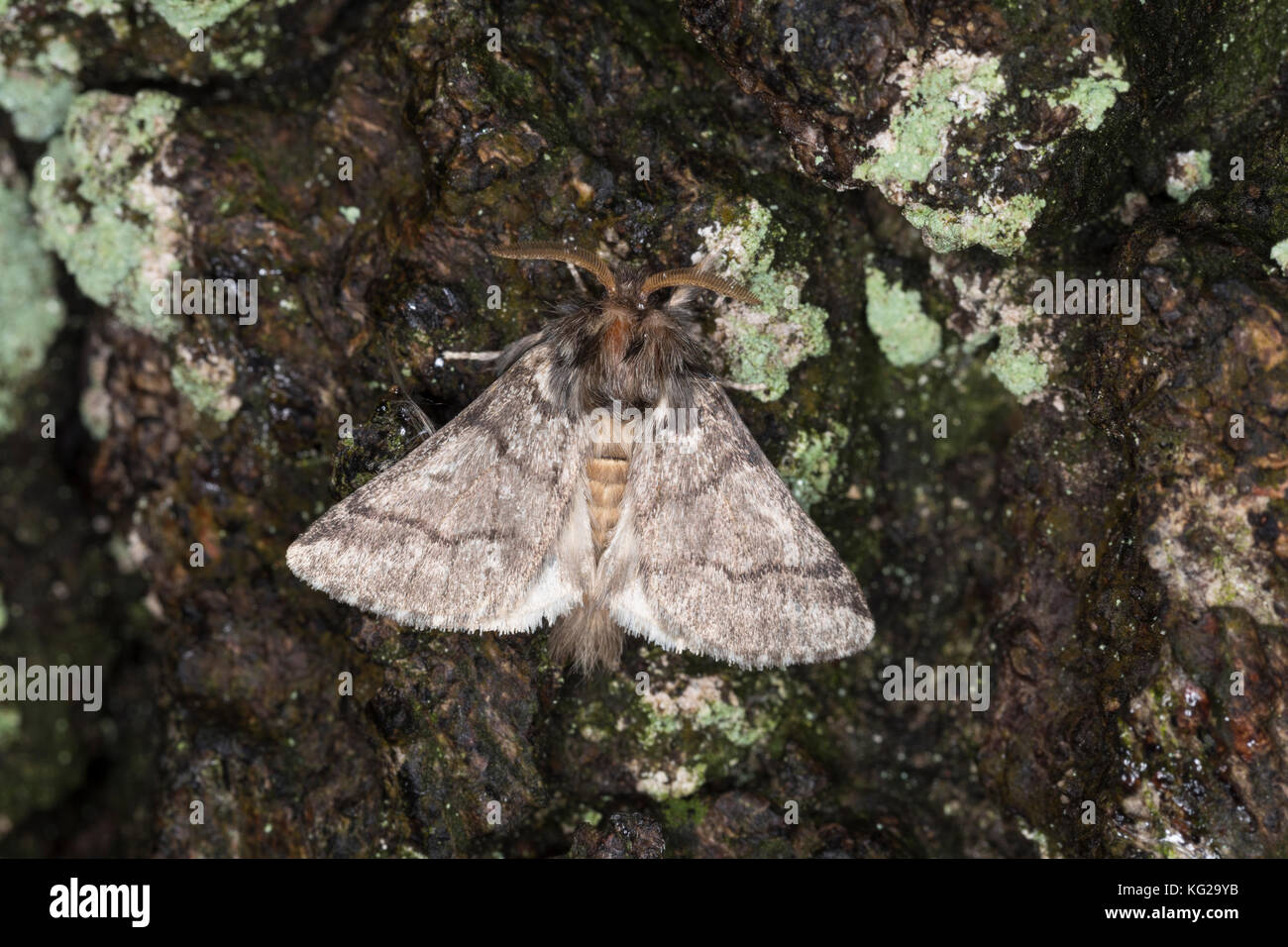 Eichen-Prozessionsspinner, Prozessionsspinner, Eichenprozessionsspinner ...