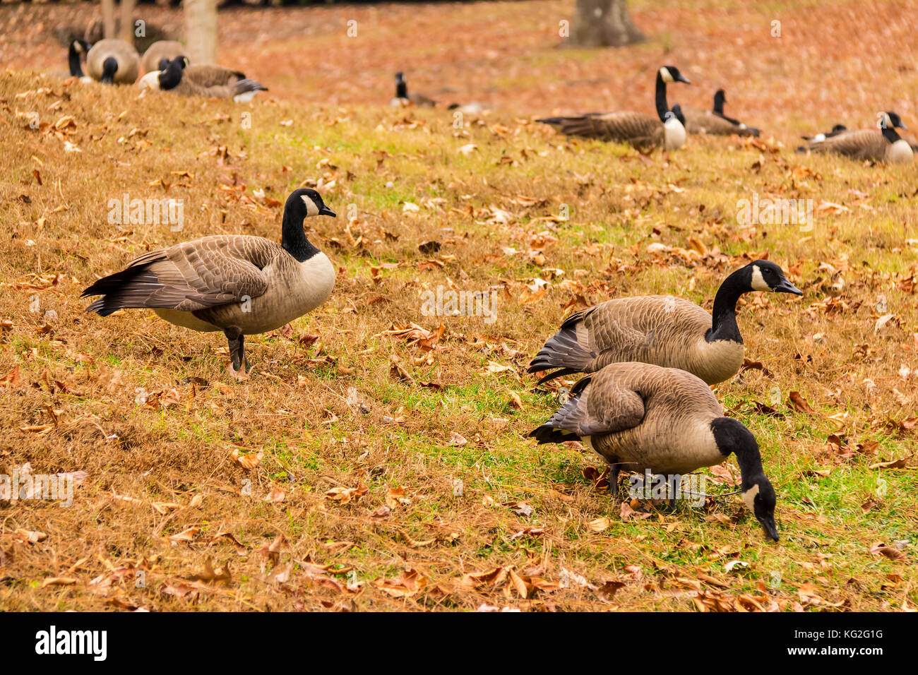 Schwarze Gans Stockfotos und -bilder Kaufen - Alamy