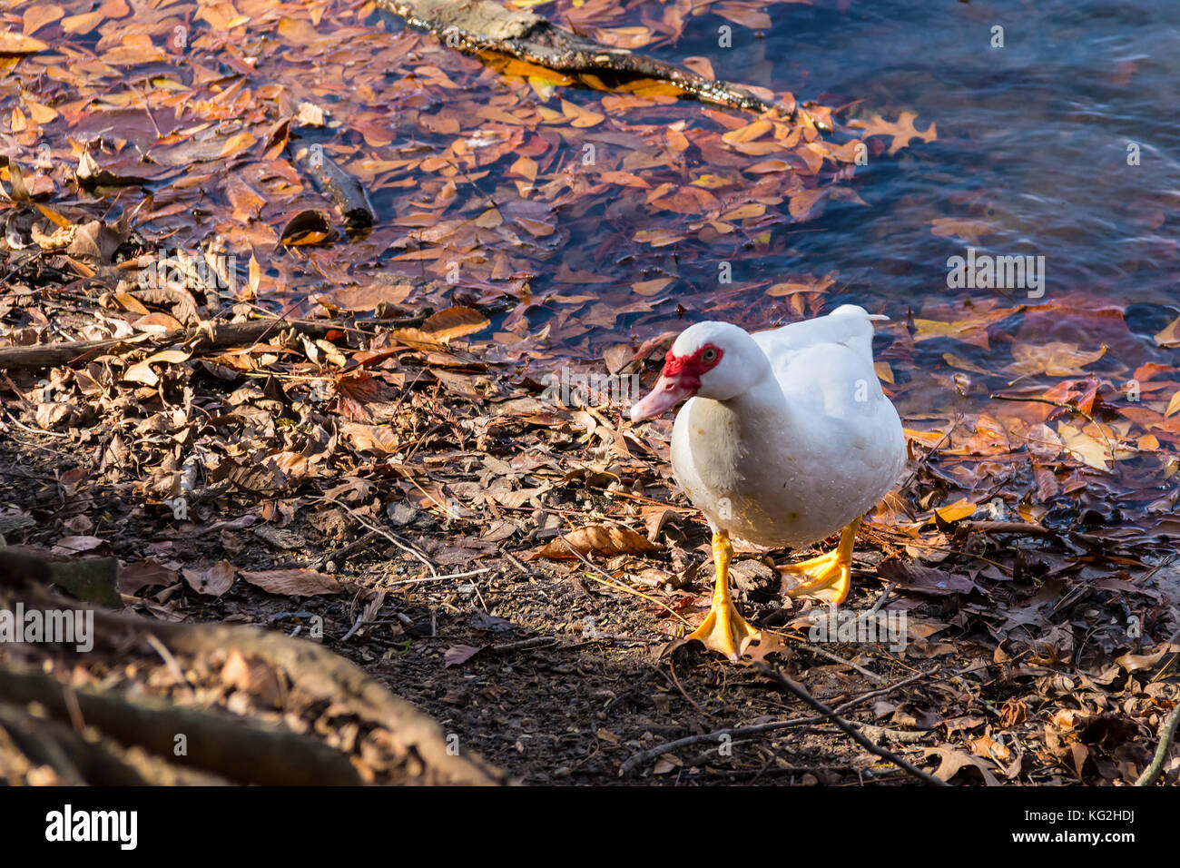 Grey Muscovy Duck Stockfotos & Grey Muscovy Duck Bilder - Alamy