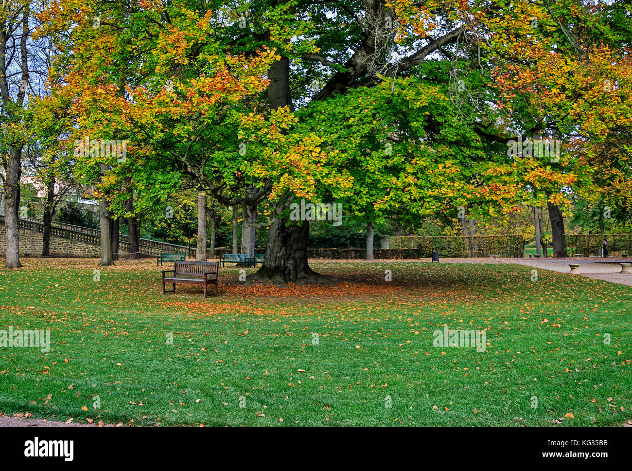 Large Beech Tree Stockfotos und -bilder Kaufen - Alamy