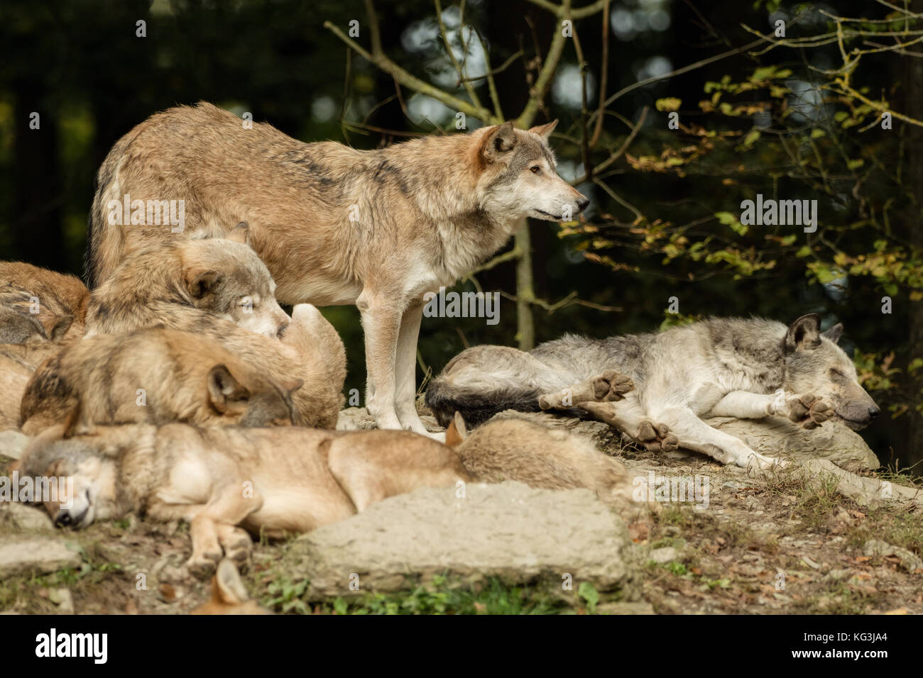 Wolf canis lupus, der auf felsen steht -Fotos und -Bildmaterial in ...