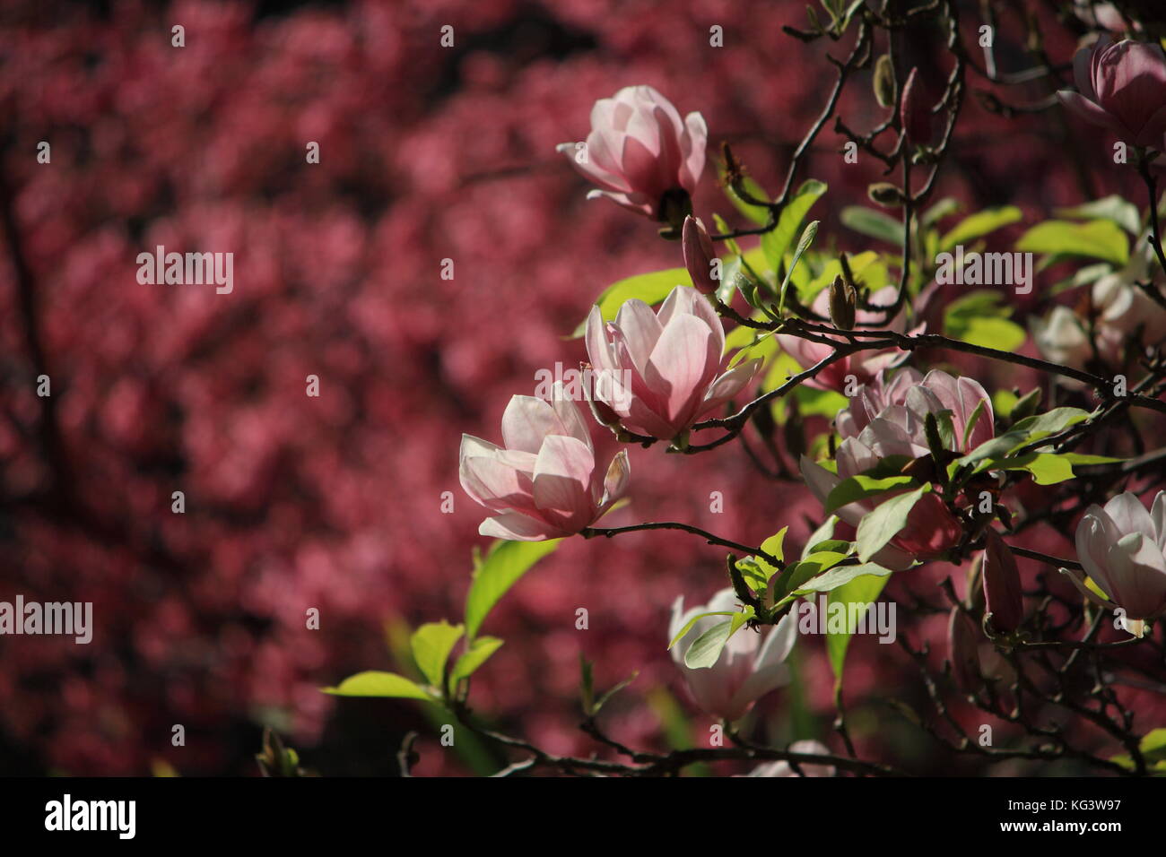Schöne Magnolia Blumen. blühender Magnolienbaum im Frühjahr. rosa Blume ...