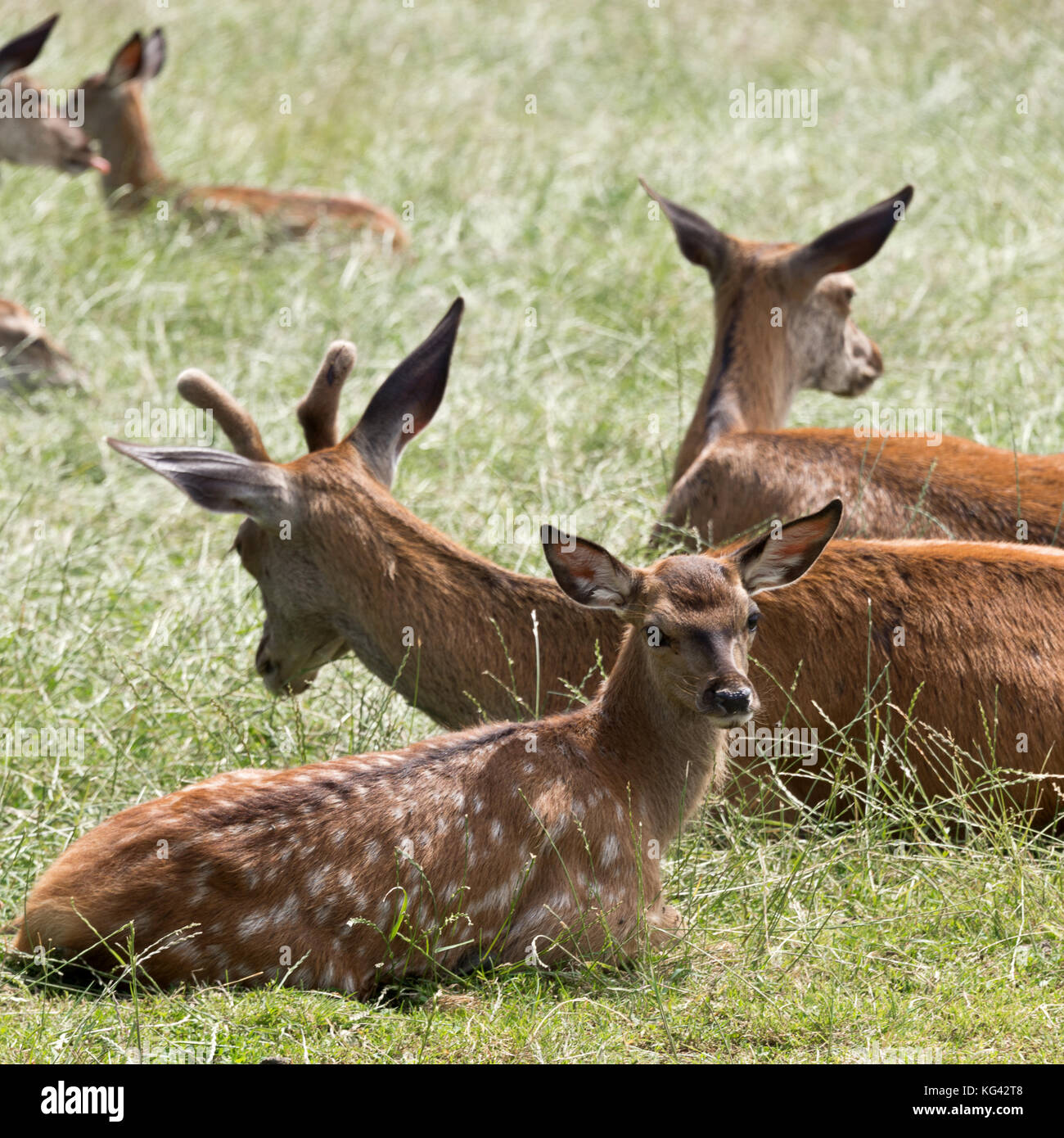 Eine Gruppe junger Rotwild saß in einer Wiese an theSouth West Rotwild ...