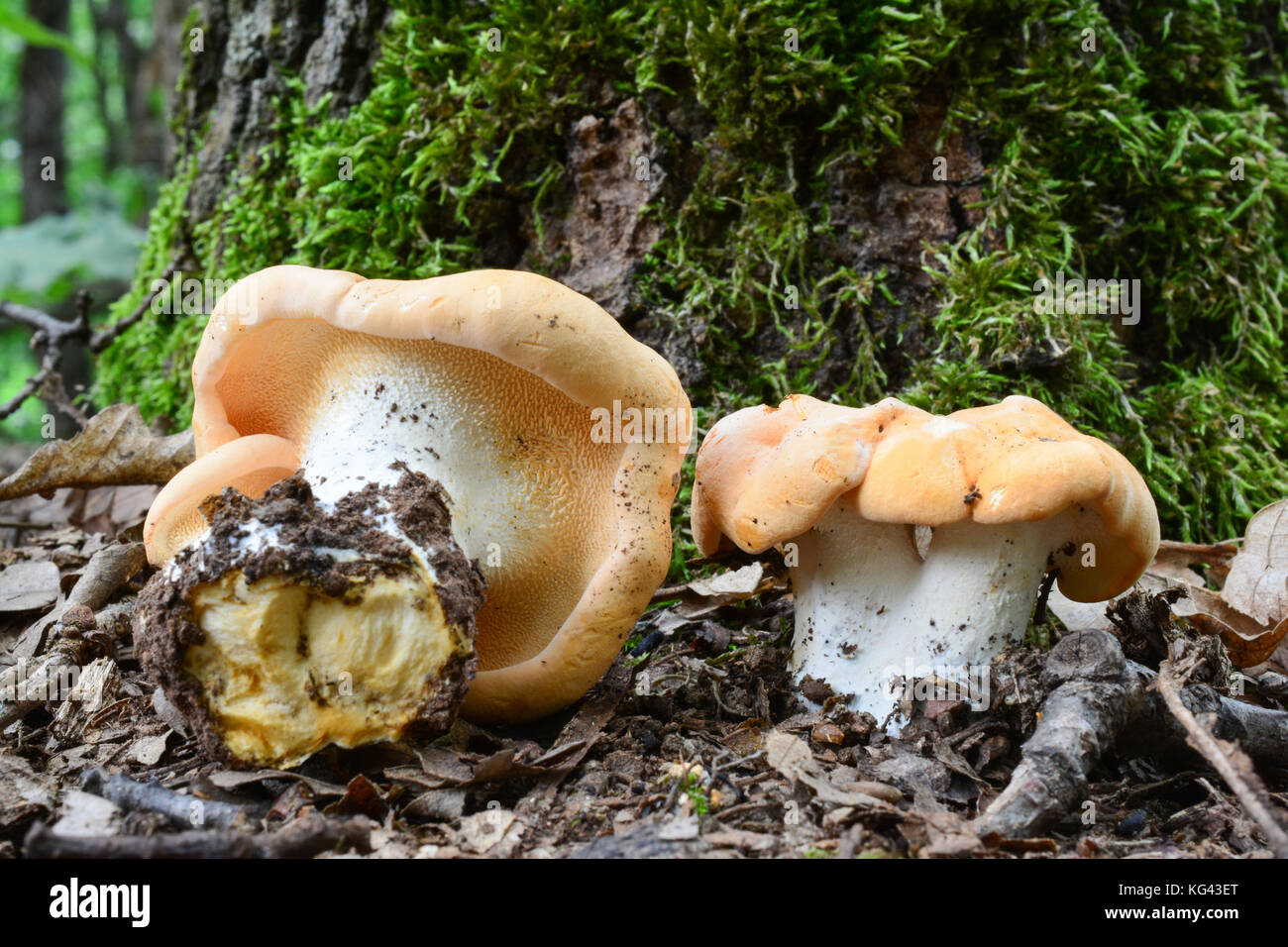 Hydnum Mushroom Stockfotos und -bilder Kaufen - Alamy