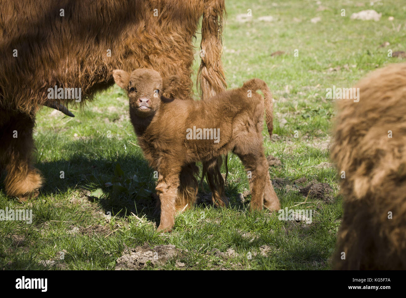 Small Highland Cattle Stockfotos & Small Highland Cattle Bilder - Alamy