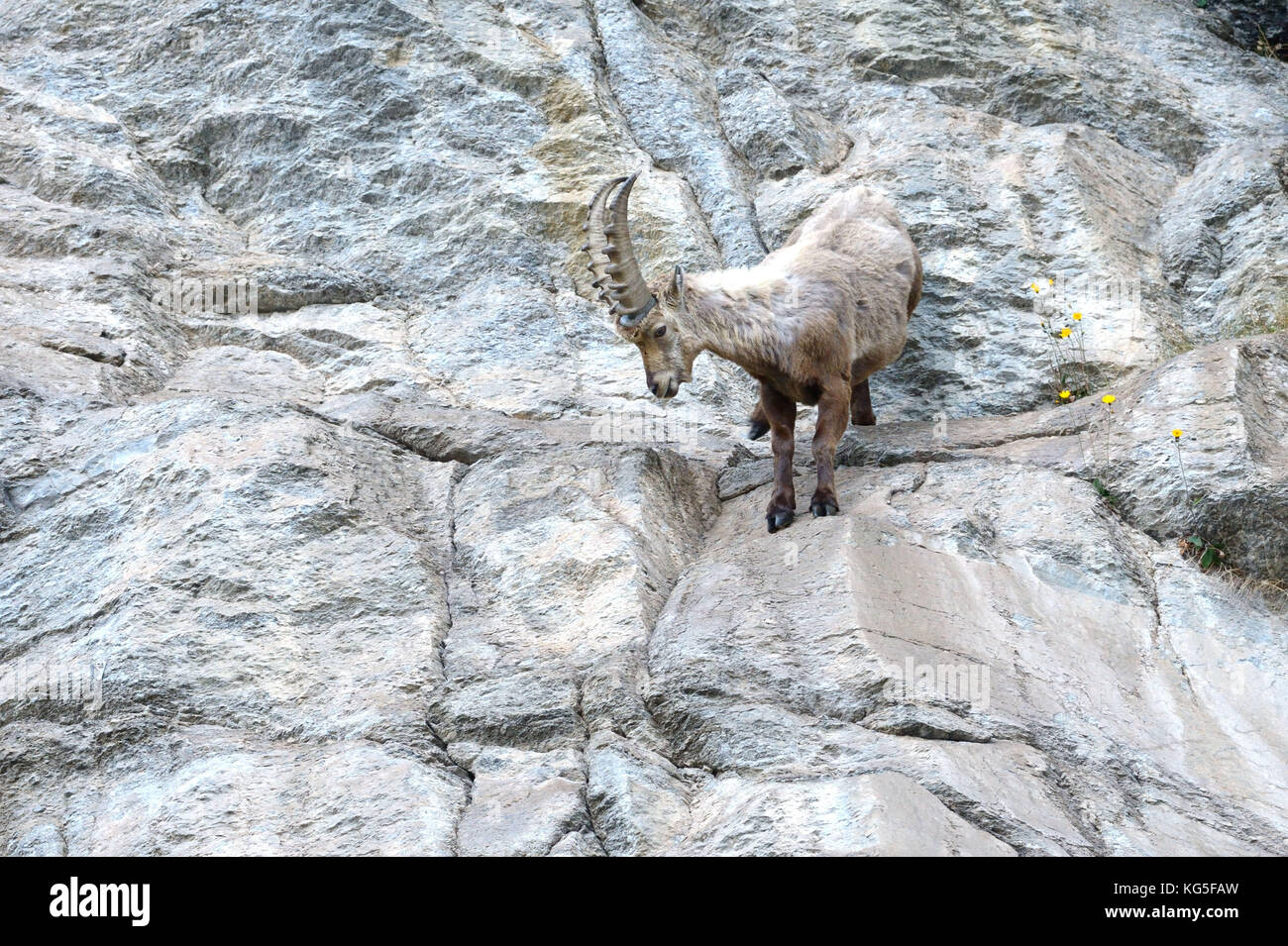 Alpine ibex cliff -Fotos und -Bildmaterial in hoher Auflösung – Alamy
