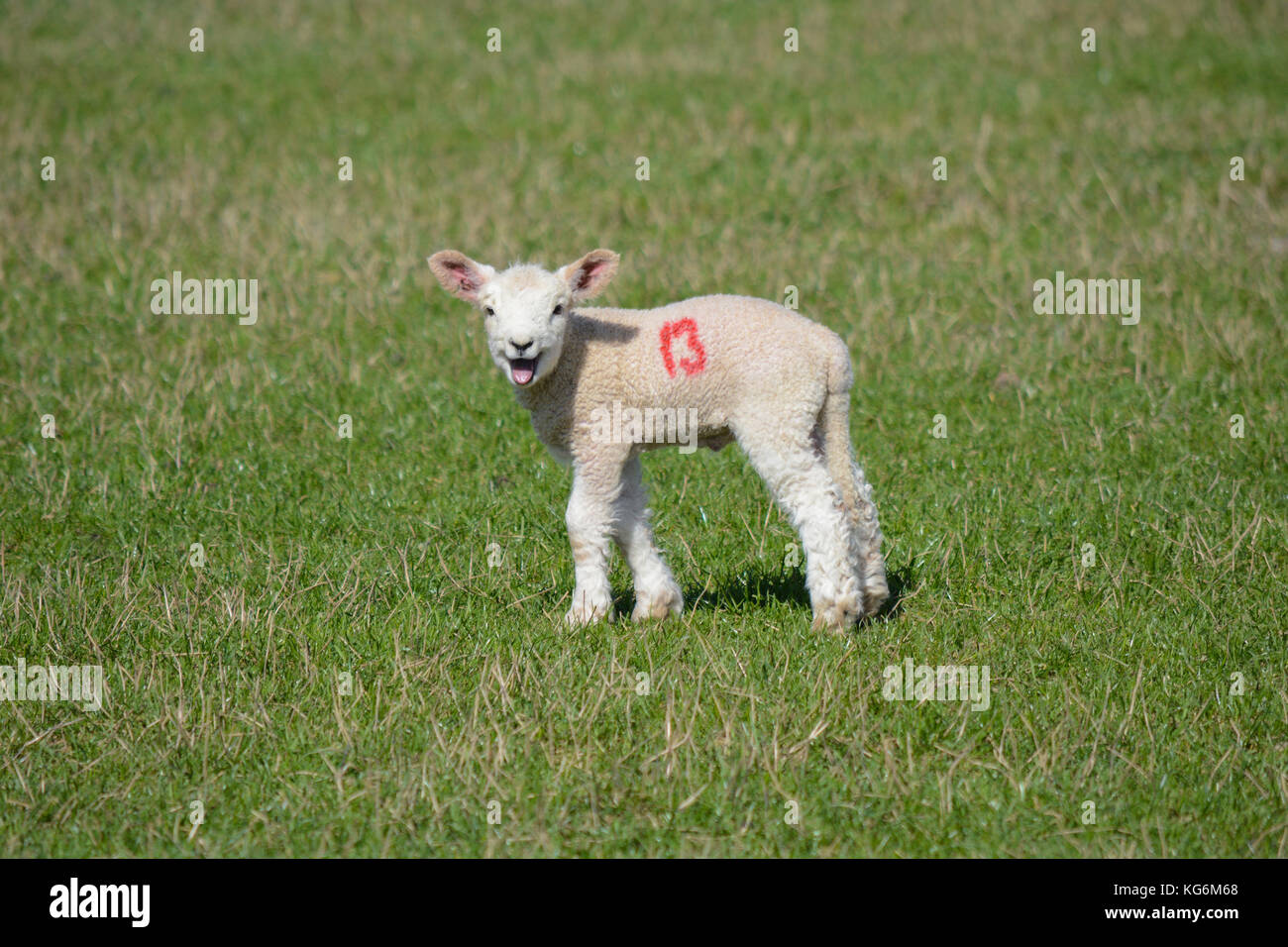 Lamm auf einem feld -Fotos und -Bildmaterial in hoher Auflösung – Alamy