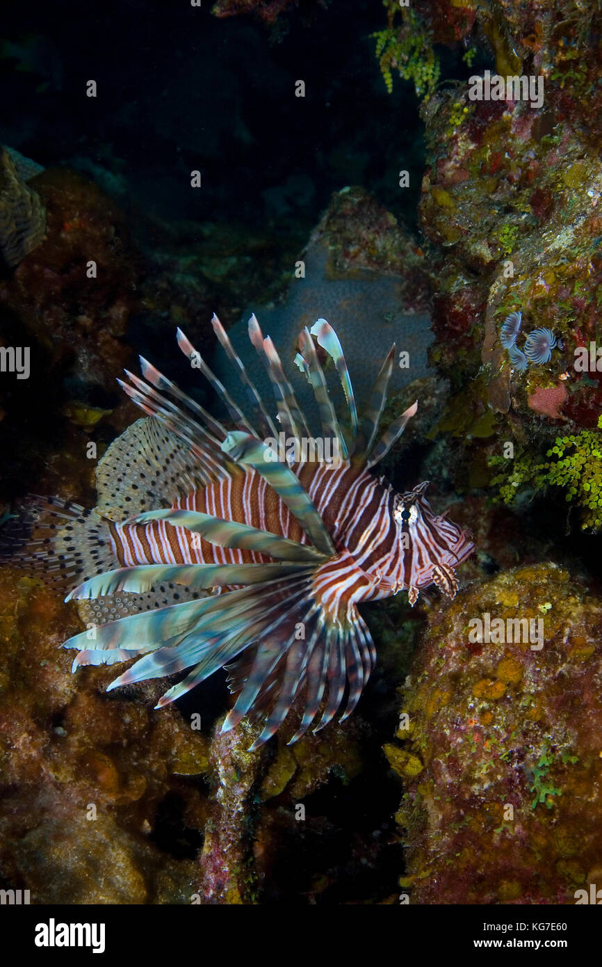 Feuerfische, invasive Arten in den Bahama Inseln Stockfotografie - Alamy