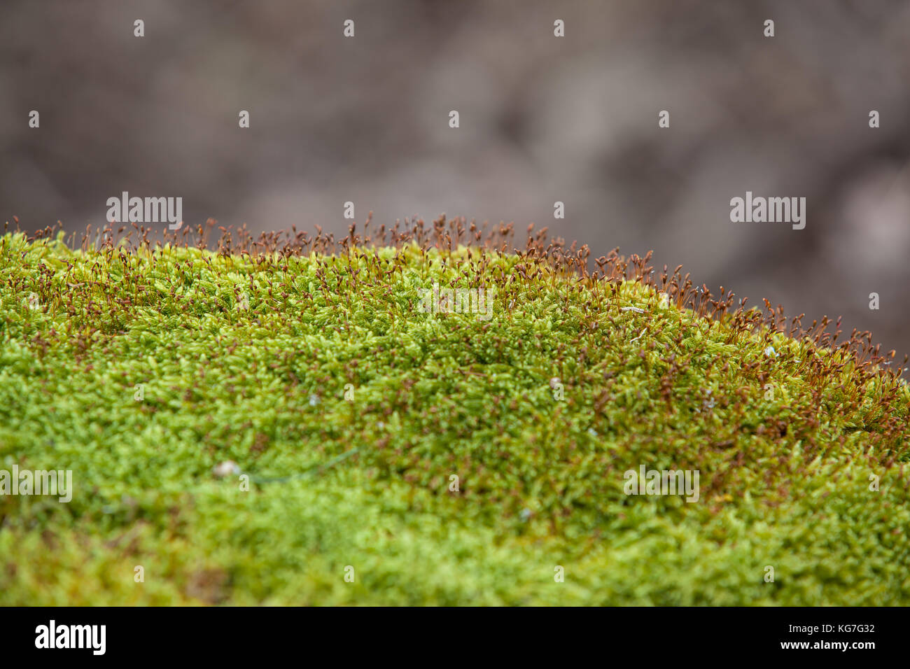 Flechten moos -Fotos und -Bildmaterial in hoher Auflösung – Alamy