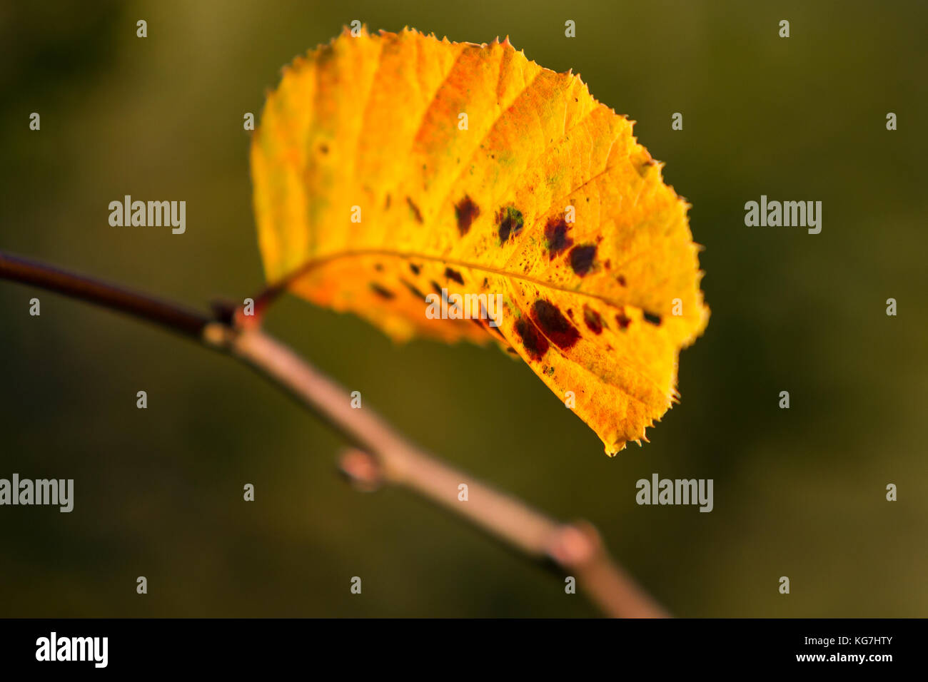 Ast baum baumblatt blatt blatter buche buchblatt buche -Fotos und -Bildmaterial in hoher ...