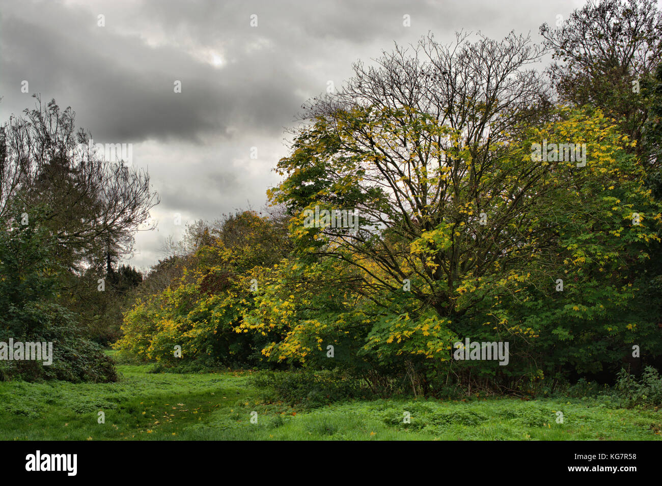 Braywick park -Fotos und -Bildmaterial in hoher Auflösung – Alamy